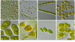 Algae Introduction and industrial important | PPTX