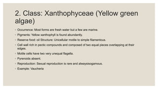 Algae Introduction and industrial important | PPTX