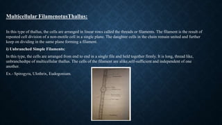 ALGAE Advance Microbiology.pptx