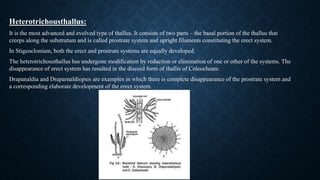 ALGAE Advance Microbiology.pptx