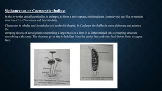 ALGAE Advance Microbiology.pptx