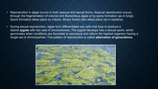 ALGAE Advance Microbiology.pptx