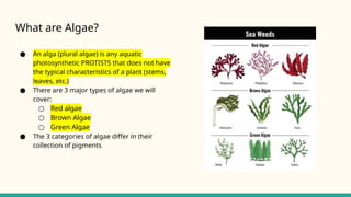 Marine Ecology - Algae and Algal Blooms.pptx