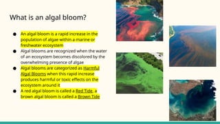 Marine Ecology - Algae and Algal Blooms.pptx