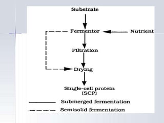 Algae and bacteria scp | PPTX