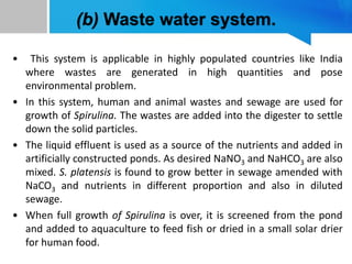 Algae and bacteria scp | PPTX