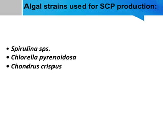 Algae and bacteria scp | PPTX