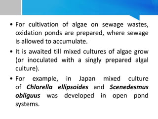 Algae and bacteria scp | PPTX