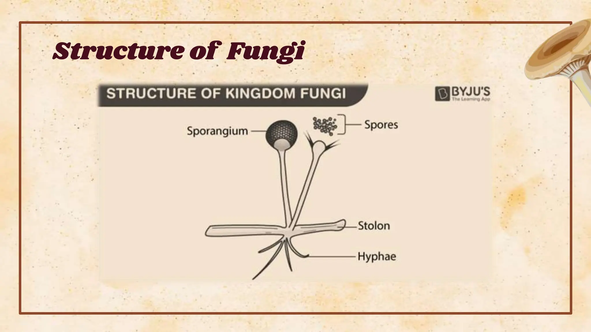 Algae_And_Fungi Microbiology presentation.pptx