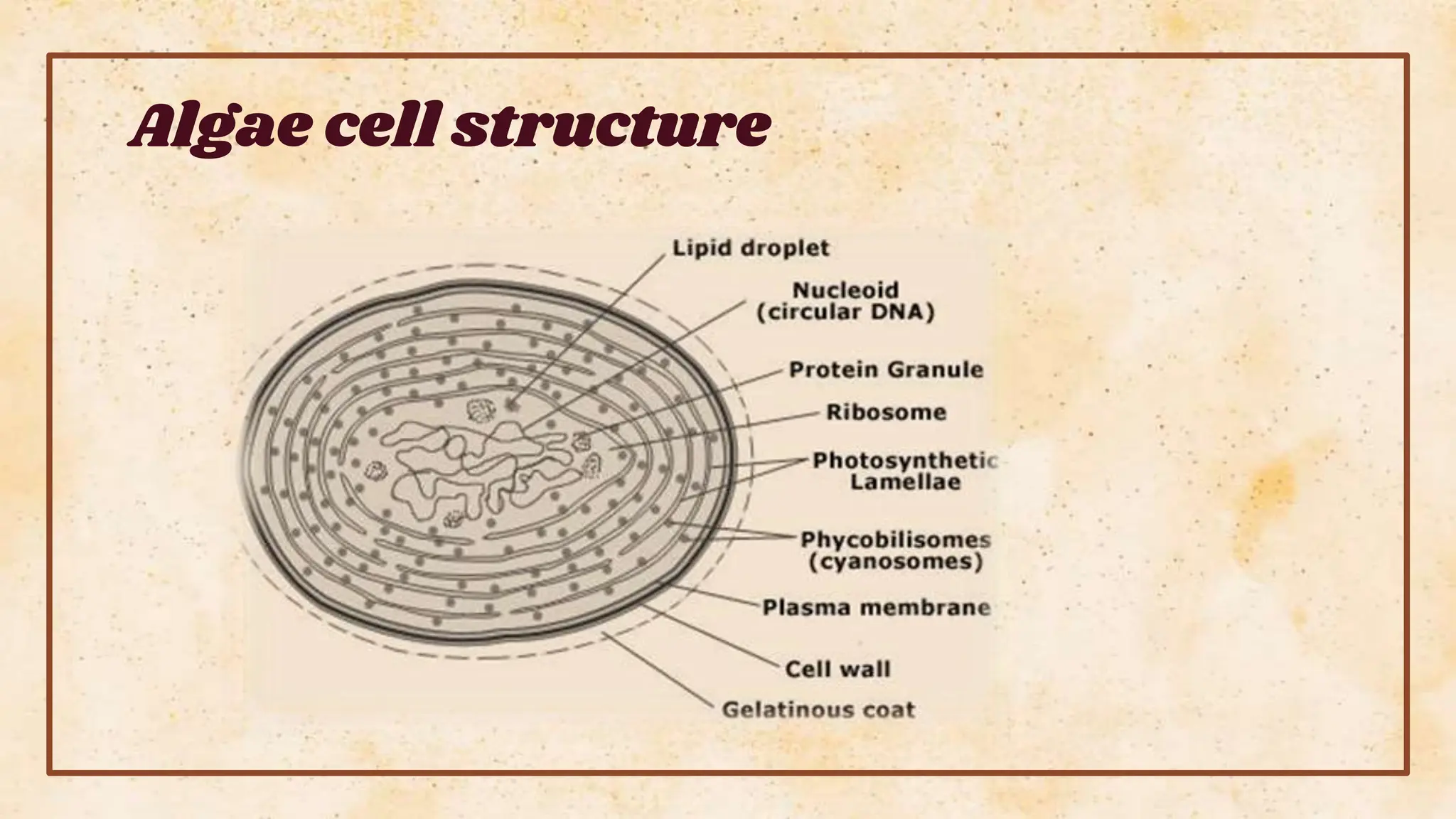Algae_And_Fungi Microbiology presentation.pptx
