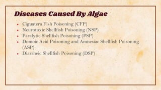 Algae_And_Fungi Microbiology presentation.pptx