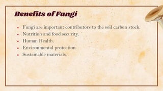 Algae_And_Fungi Microbiology presentation.pptx