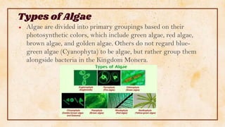 Algae_And_Fungi Microbiology presentation.pptx