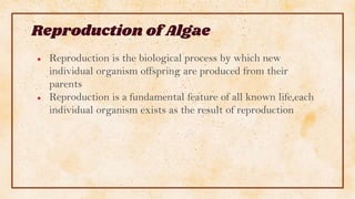 Algae_And_Fungi Microbiology presentation.pptx