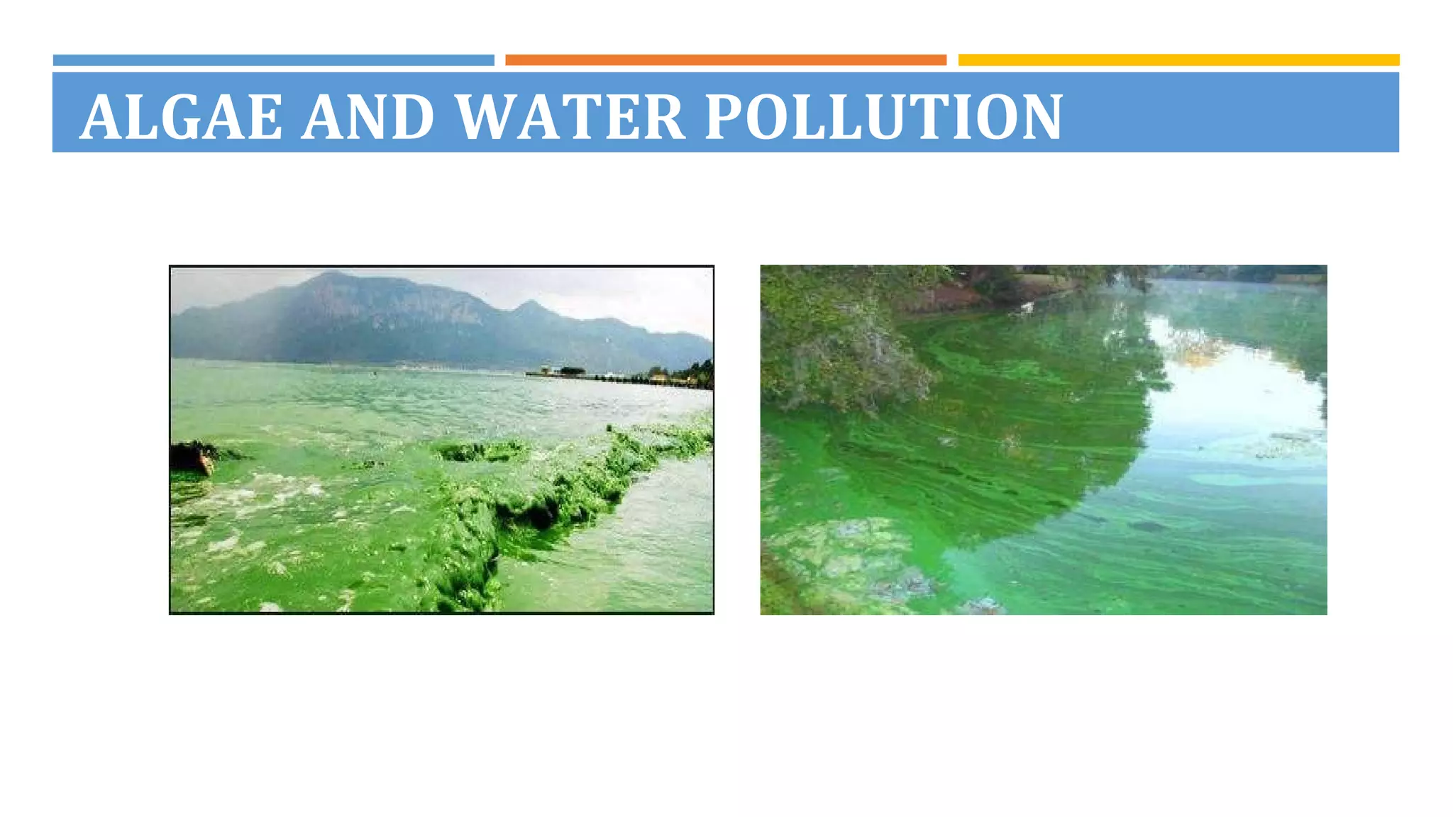 Use of Algae for waste water treatment | PPT
