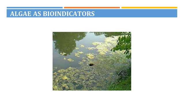 Use of Algae for waste water treatment | PPT