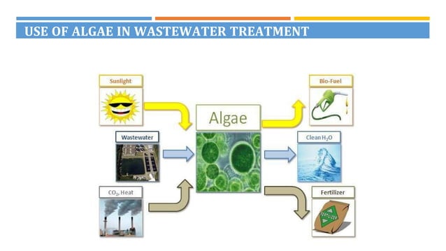Use of Algae for waste water treatment | PPT