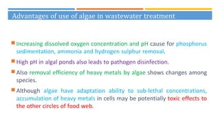 Use of Algae for waste water treatment | PPT