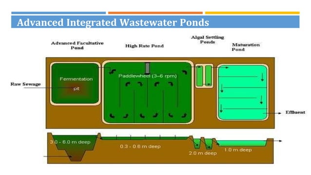 Use of Algae for waste water treatment | PPT