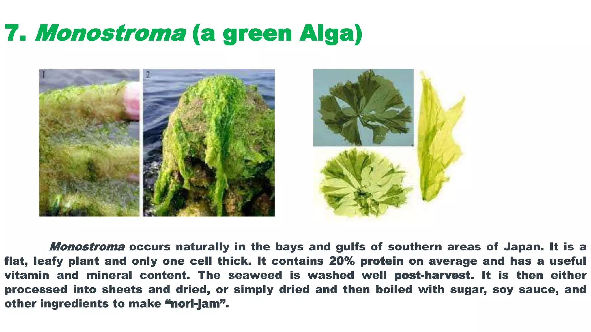 Algae as a Food | PPTX