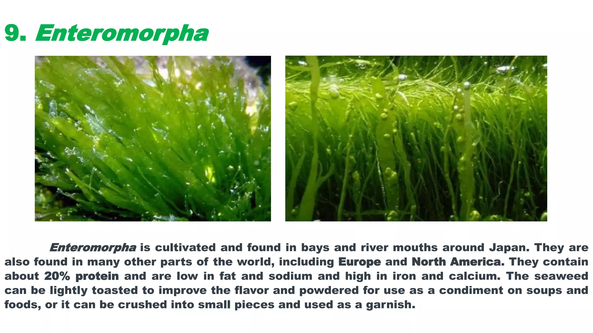 Algae as a Food | PPTX