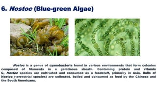 Algae as a Food | PPTX
