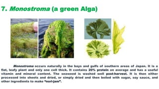 Algae as a Food | PPTX