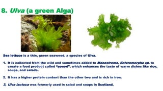 Algae as a Food | PPTX