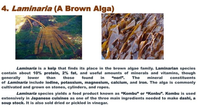 Algae as a Food | PPTX