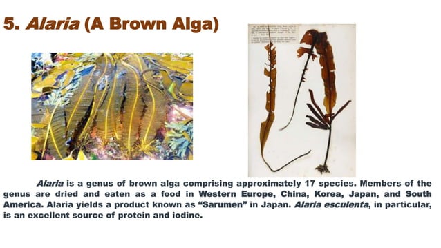 Algae as a Food | PPTX
