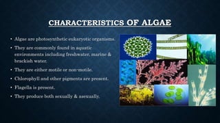 ALGAE_AS_A_FOOD.pptx