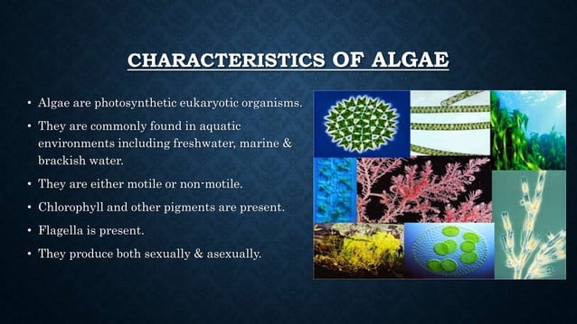 ALGAE_AS_A_FOOD.pptx