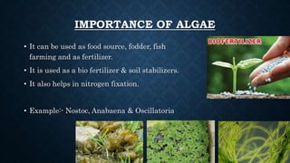 ALGAE_AS_A_FOOD.pptx