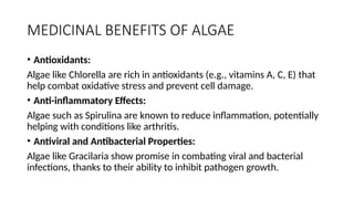 ALGAE AS A SOURCE OF MEDICINE........pptx