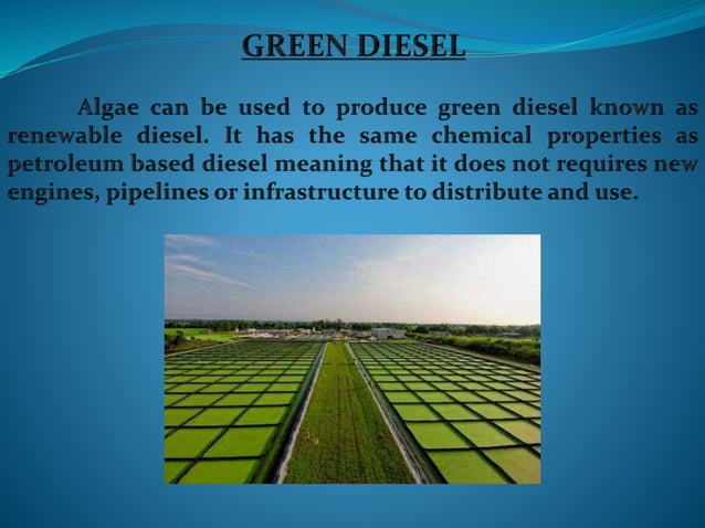 Algae as biofuel by Payal Das | PPT