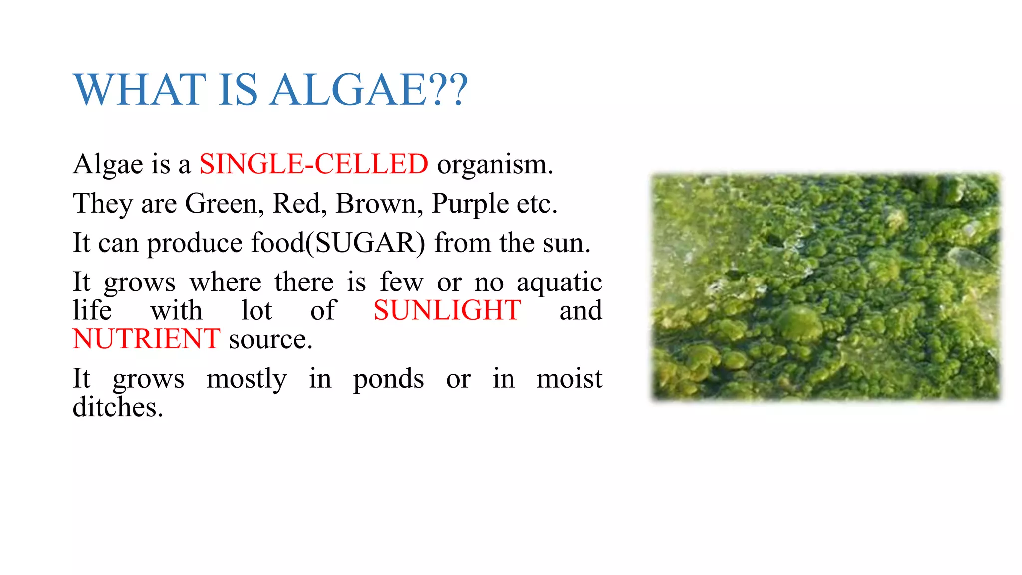Algae as food | PPTX