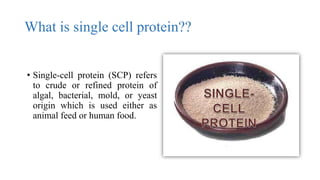 Algae as food | PPTX