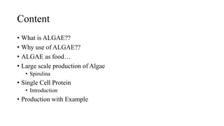 Algae as food | PPTX