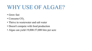 Algae as food | PPTX | Vegetarian Diets | Food & Drink