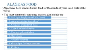 Algae as food | PPTX
