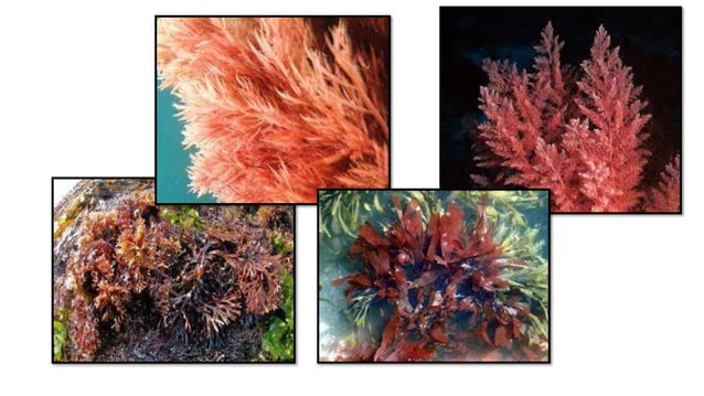 Algae as food | PPTX | Vegetarian Diets | Food & Drink
