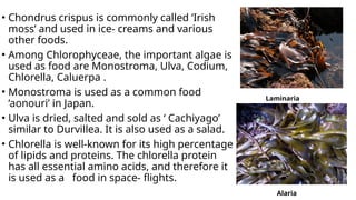 Algae as food, fodder, and biofertilizer.pptx