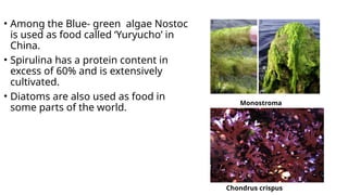 Algae as food, fodder, and biofertilizer.pptx