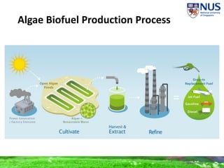 Algae Biofuel Factory