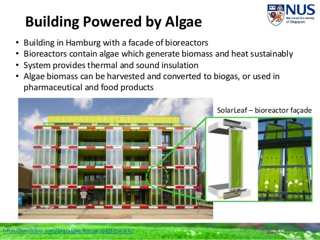 Algae Biofuels