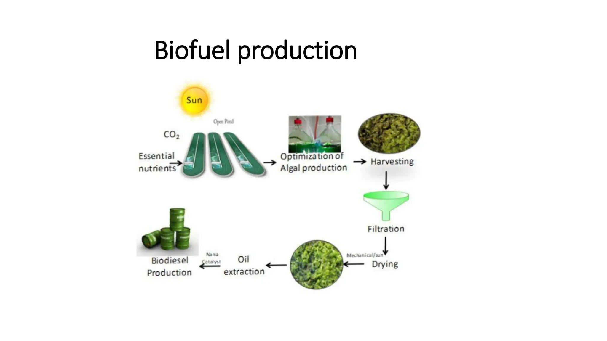 Algae biofuel.pptx