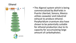 Algae biofuel.pptx