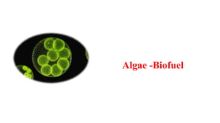 Algae biofuel.pptx