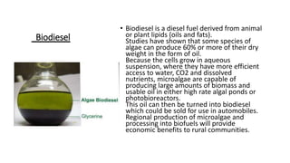 Algae biofuel.pptx