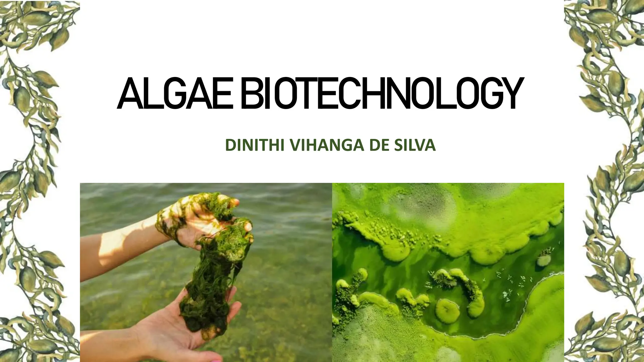 Algae Biotechnology | PPTX